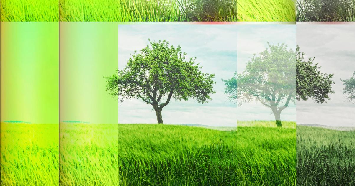 The Fig Tree - A Reading Presentation | Chapel Off Chapel